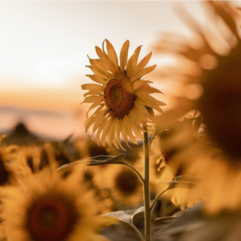 Elementor Image Swap Widget | ElementsKit | All-in-one Addons