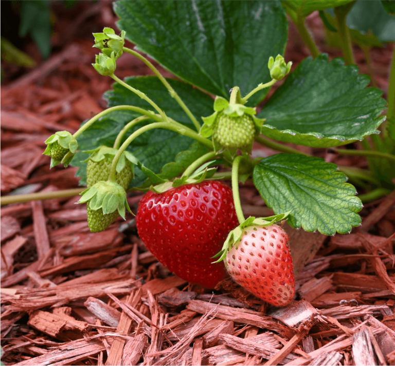 Elementor Image Swap Widget | ElementsKit | All-in-one Addons